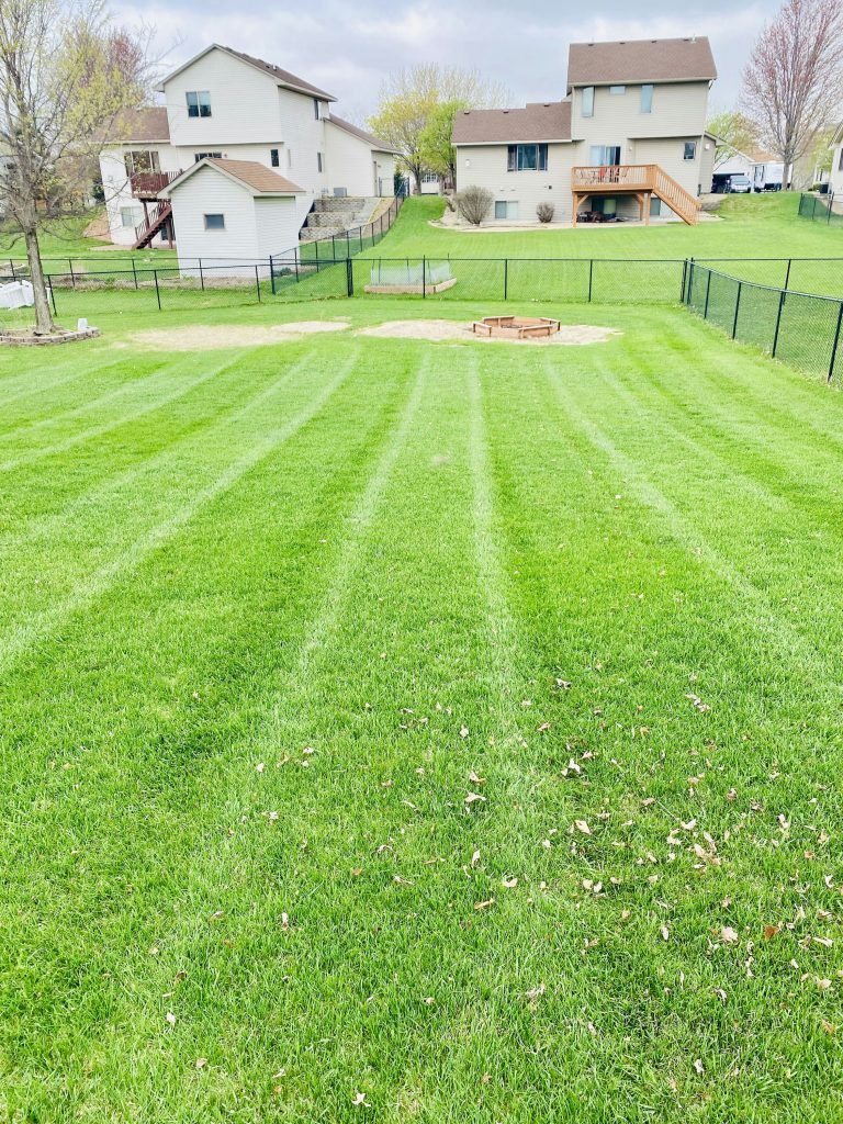 Cool Season Grasses Fall Lawn Minnesota: Tips for Thriving Lawns